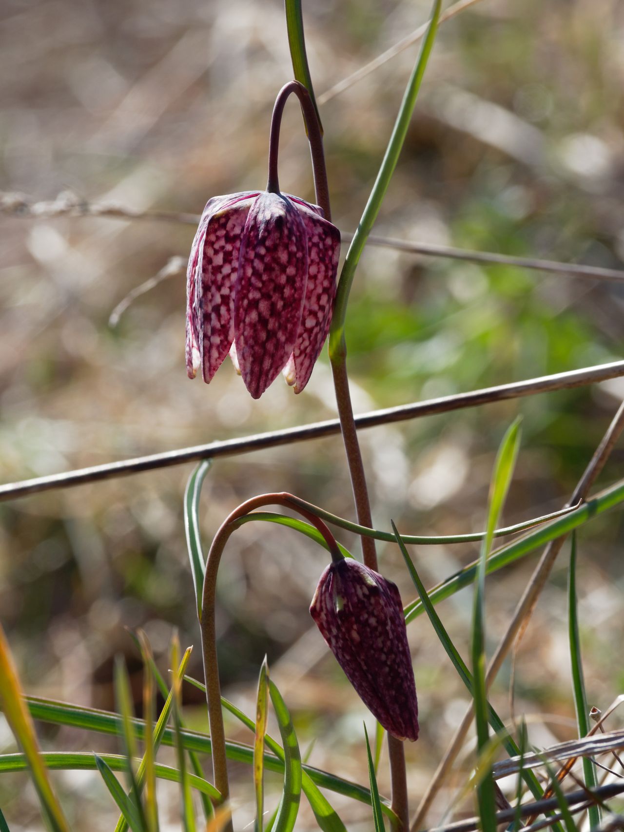 Snake’s head fritillaries – April 2020 | A Slice of Everyday Life in ...